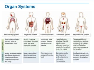 27.1 Organisation of the Human Body.ppt