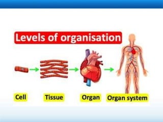 27.1 Organisation of the Human Body.ppt