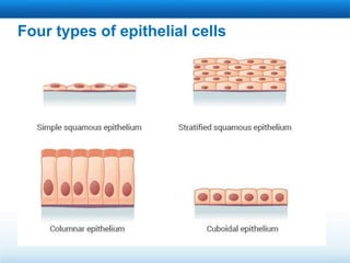 27.1 Organisation of the Human Body.ppt