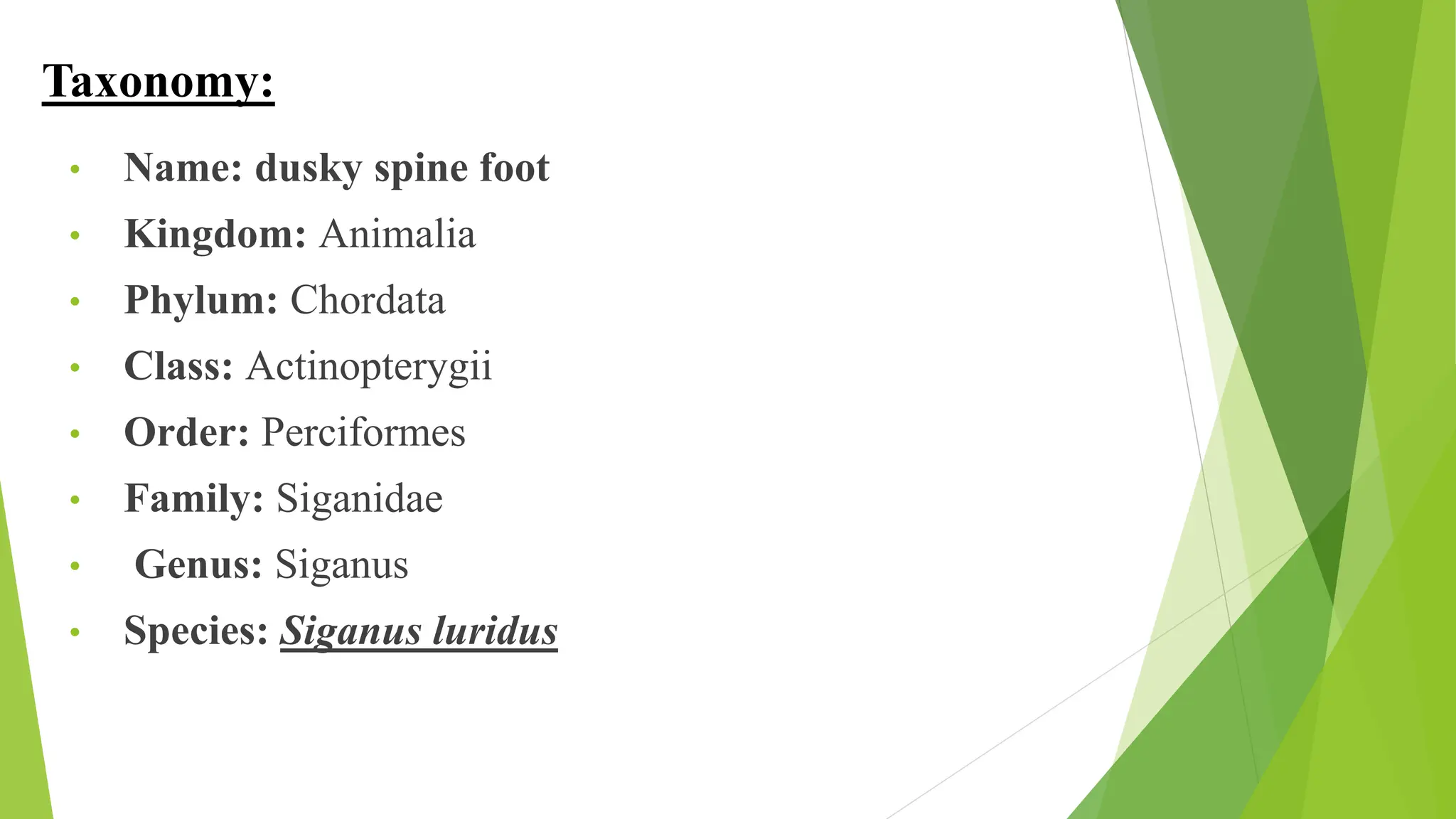 27.Dusky spine foot, economic importance.pdf