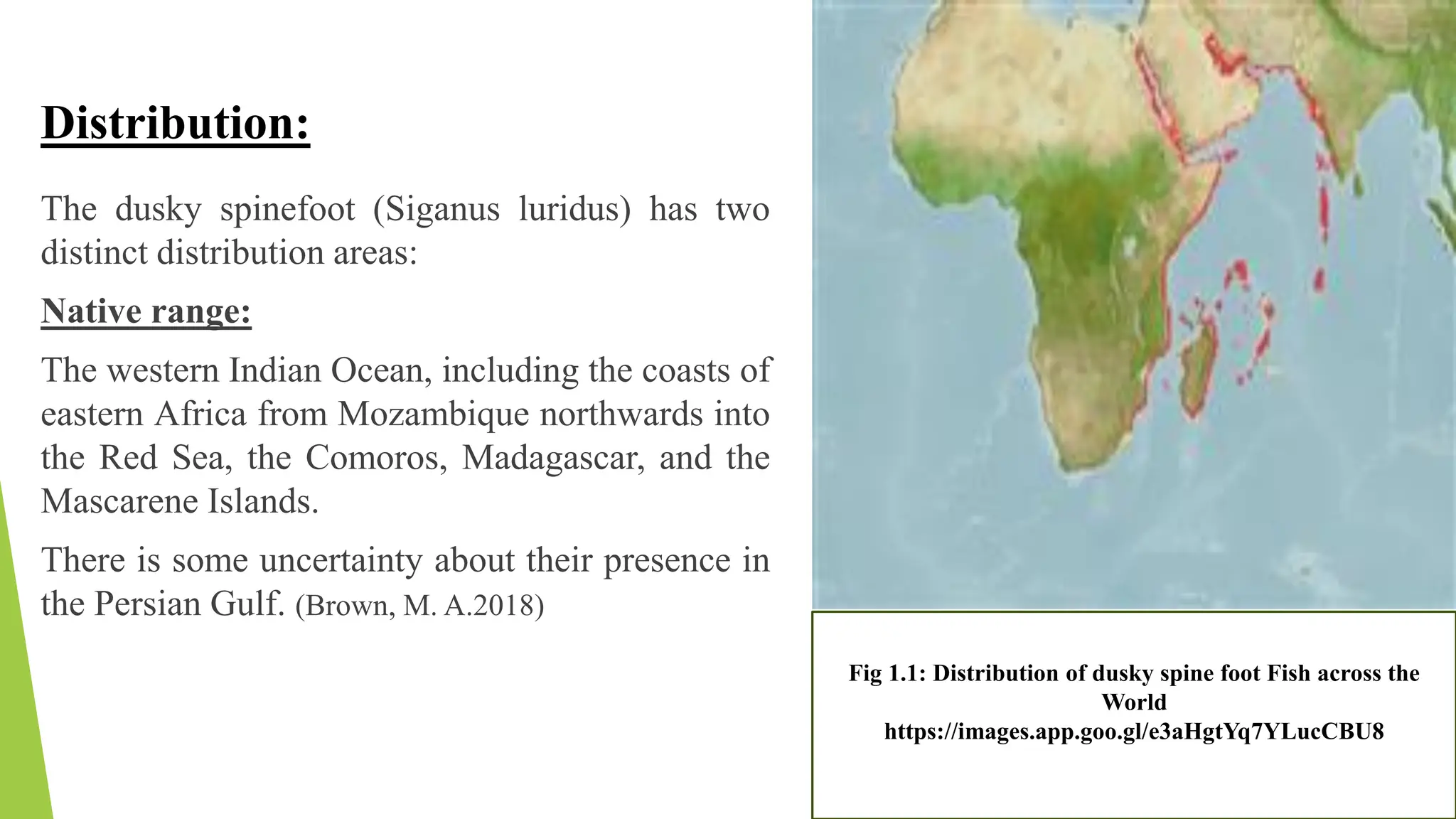 27.Dusky spine foot, economic importance.pdf