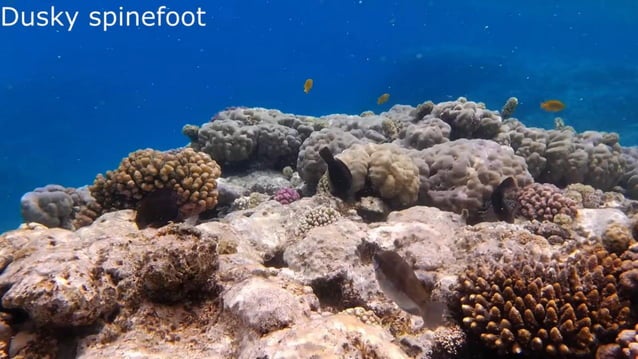 27.Dusky spine foot, economic importance.pdf