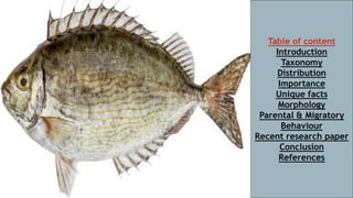 27.Dusky spine foot, economic importance.pdf