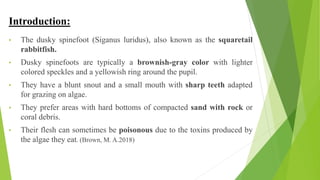 27.Dusky spine foot, economic importance.pdf