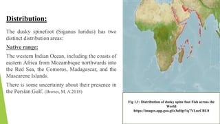 27.Dusky spine foot, economic importance.pdf