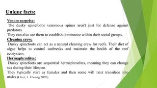 27.Dusky spine foot, economic importance.pdf