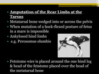 27. Fetotomy in Cadavers pdf veterinary obstetrics | PDF
