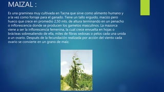 27 28-29 flora de tacna | PPTX