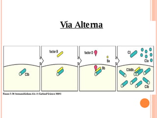 27 generalidades del complemento | PPT