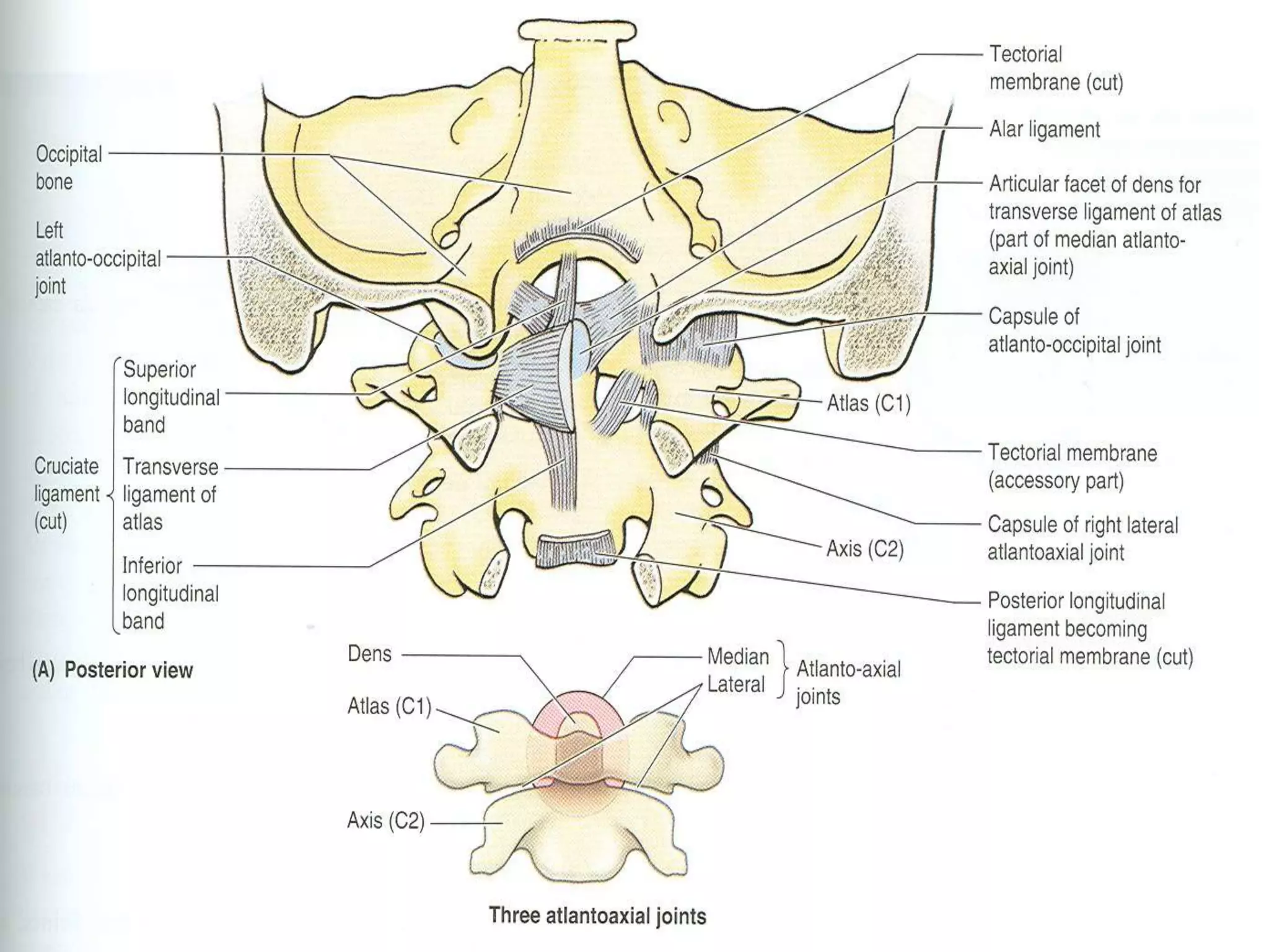 27-Joints Head & Neck.ppt