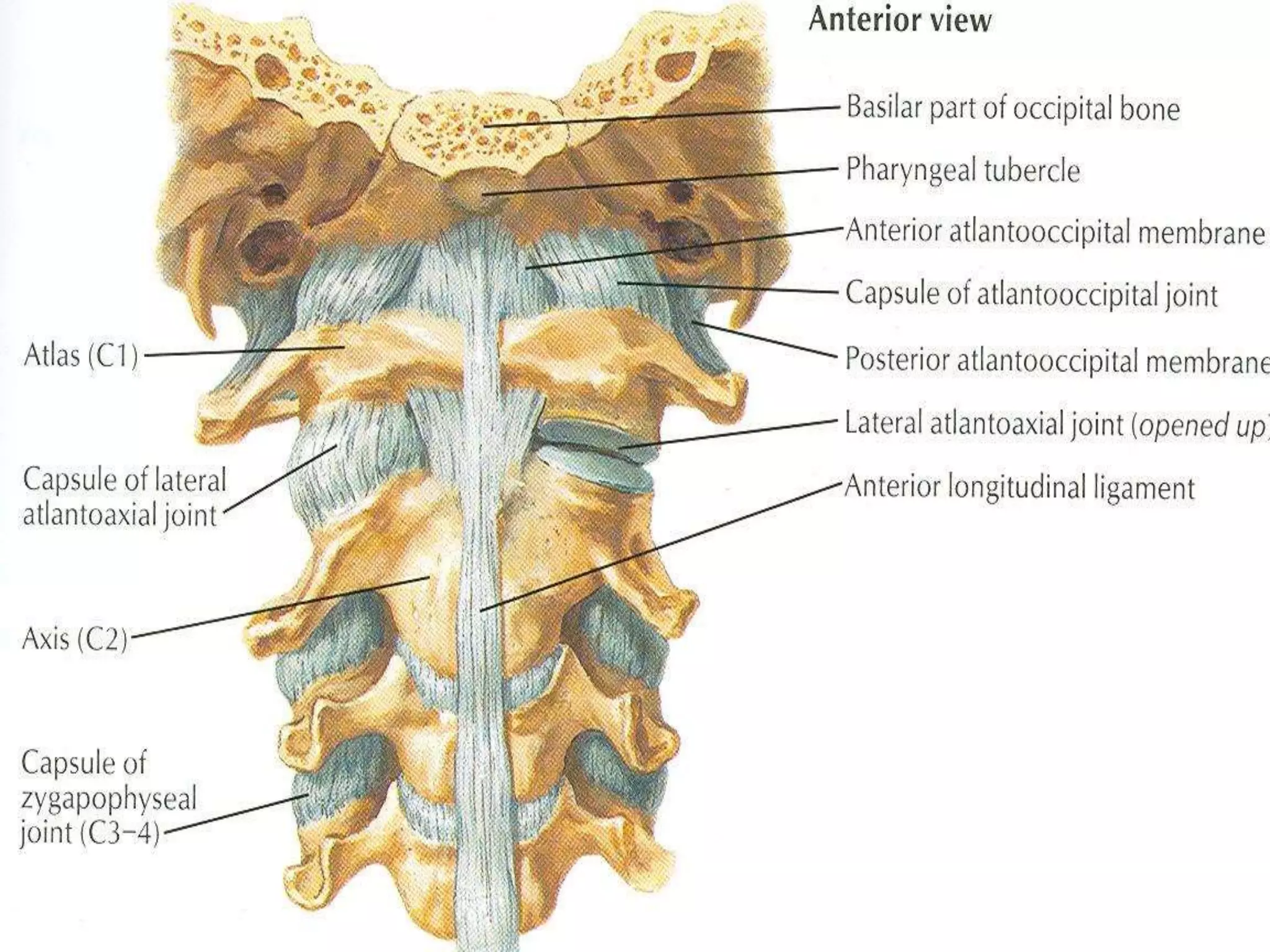 27-Joints Head & Neck.ppt