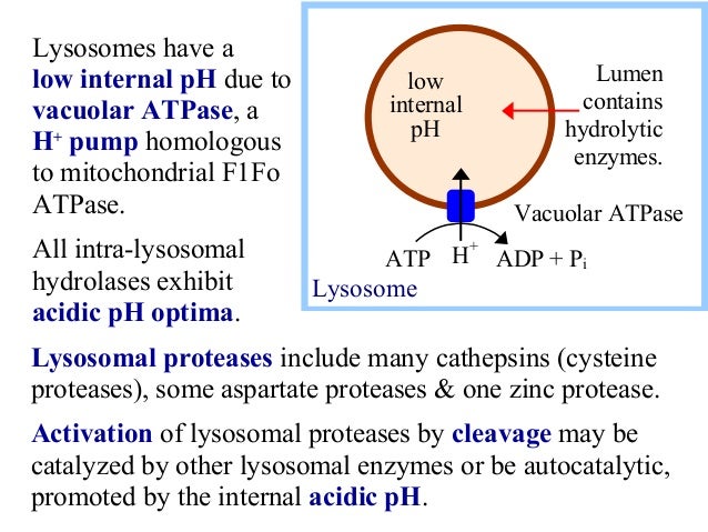 27 protease