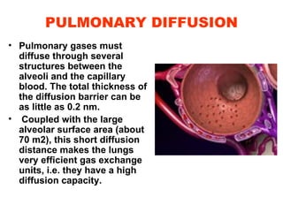 27. respiratory 2-07-08 | PPT