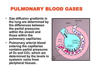 27. respiratory 2-07-08 | PPT