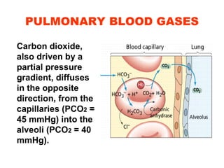 27. respiratory 2-07-08 | PPT
