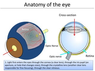 Visible light and the retina | PPTX