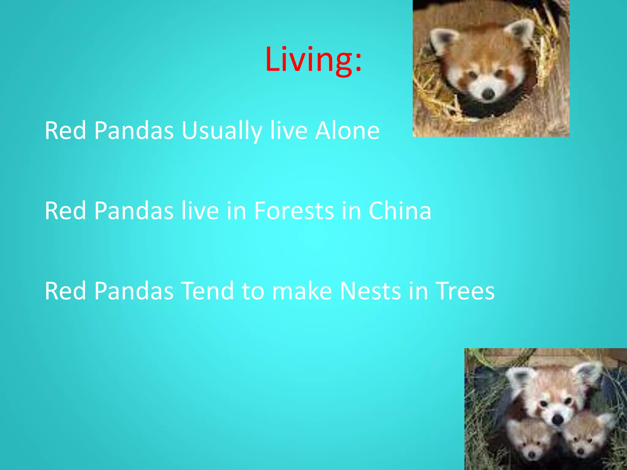 Red panda | PPT