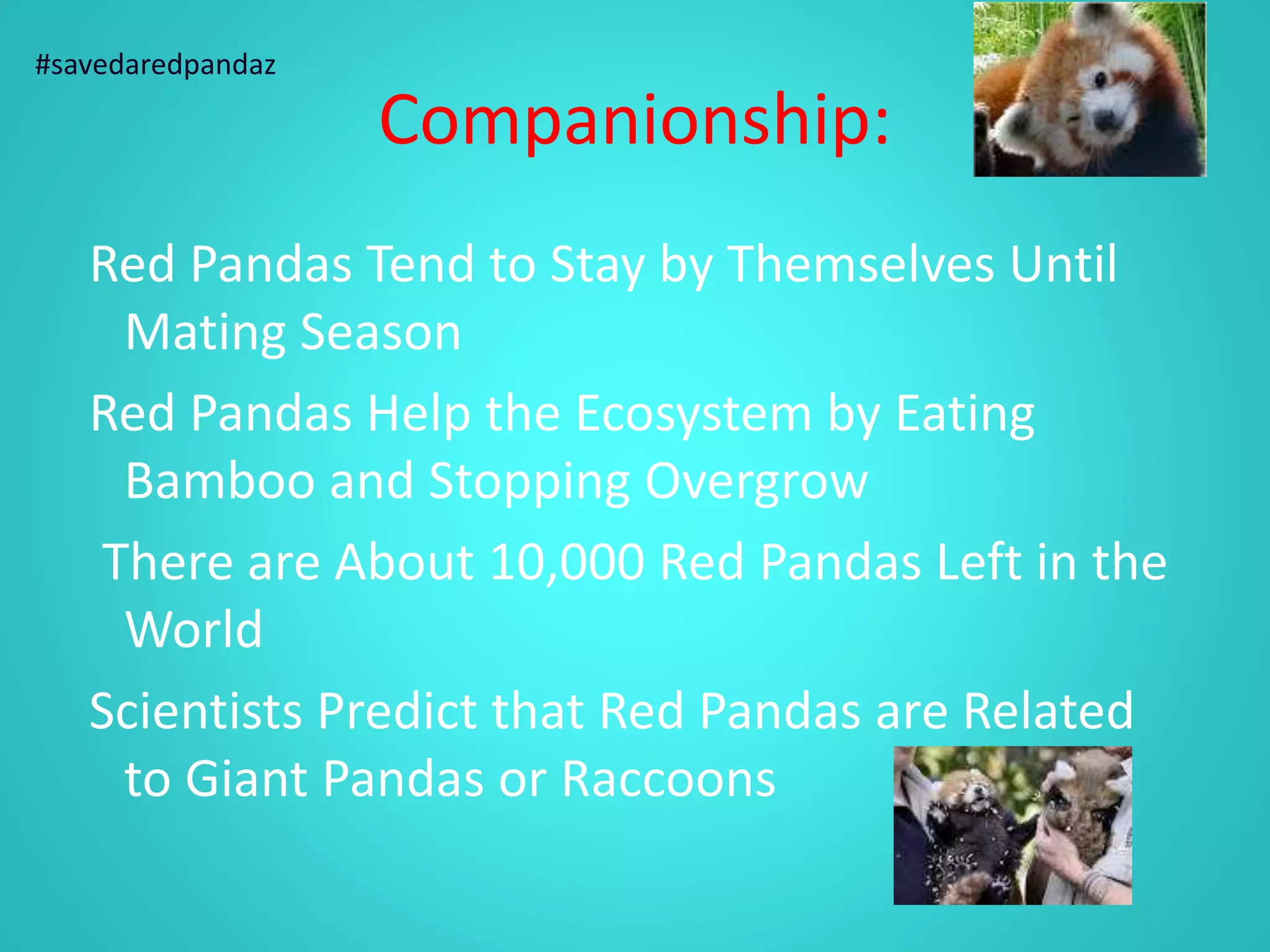 Red panda | PPT