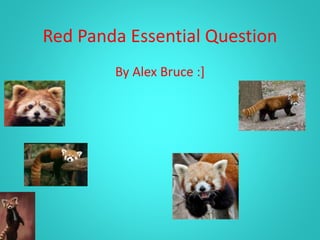 Red panda | PPT