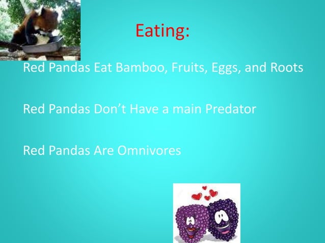 Red panda | PPT