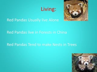 Red panda | PPT
