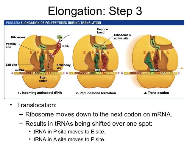 27 28 105 fa13 transcription and translation skel