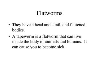 273148162-Classification-of-animals-1-ppt.ppt