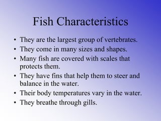 273148162-Classification-of-animals-1-ppt.ppt