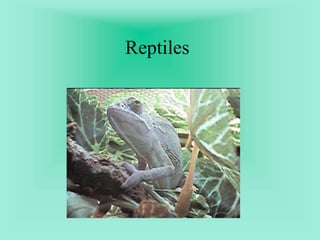 273148162-Classification-of-animals-1-ppt.ppt