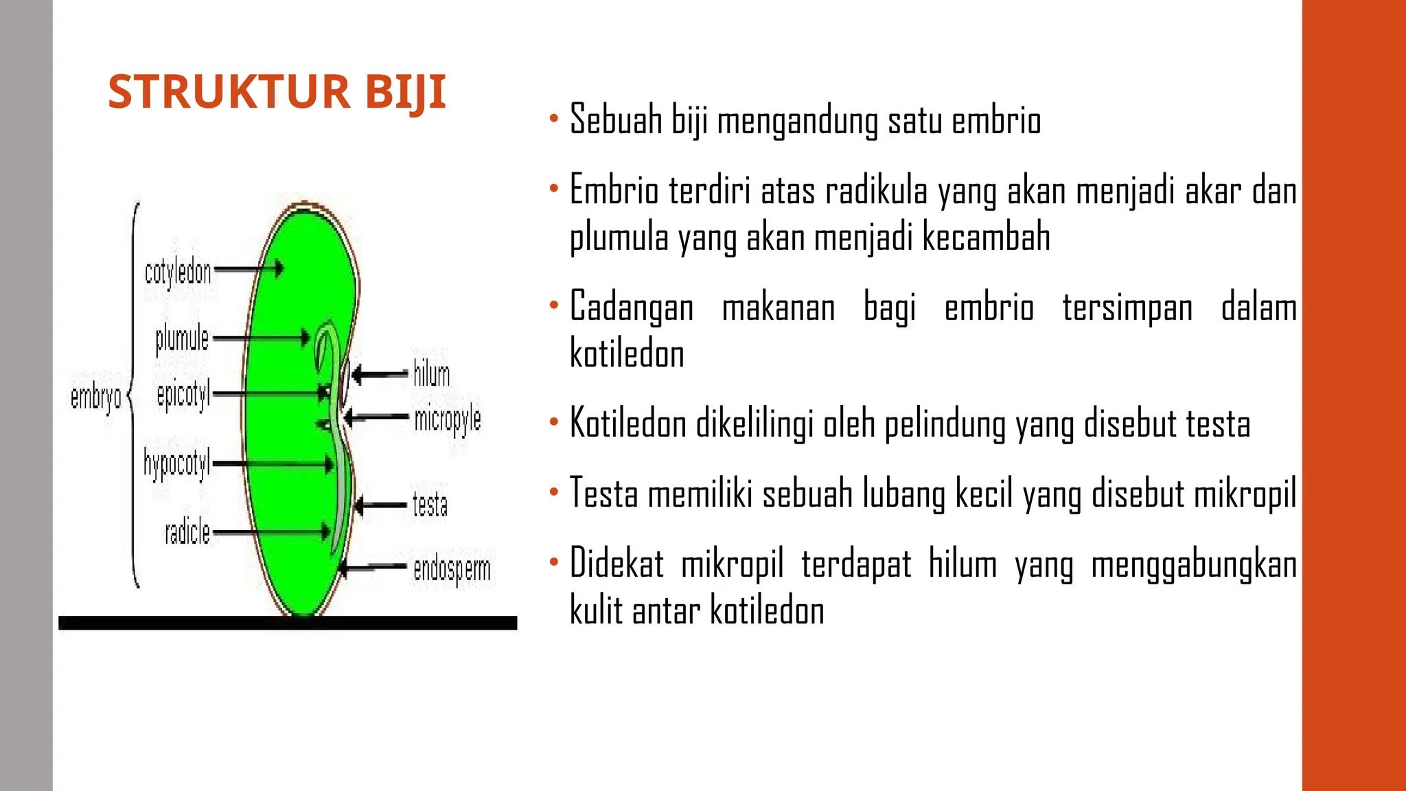 274029995-Ppt-Pertumbuhan-Dan-Perkembangan-Pada-Tumbuhan-Pert-1.ppt