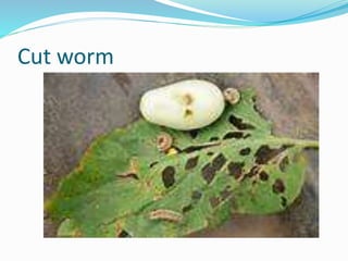 agro product awareness presentation | PPTX