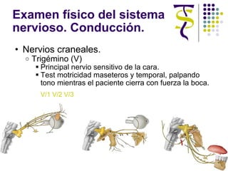 Examen de los nervios craneales | PPT