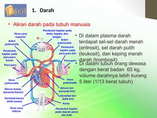 sistem peredaran darah manusia kelas 8 bb | PPT