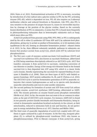 Mitochondria And Anaerobic Energy Metabolism In Eukaryotes Biochemistry ...