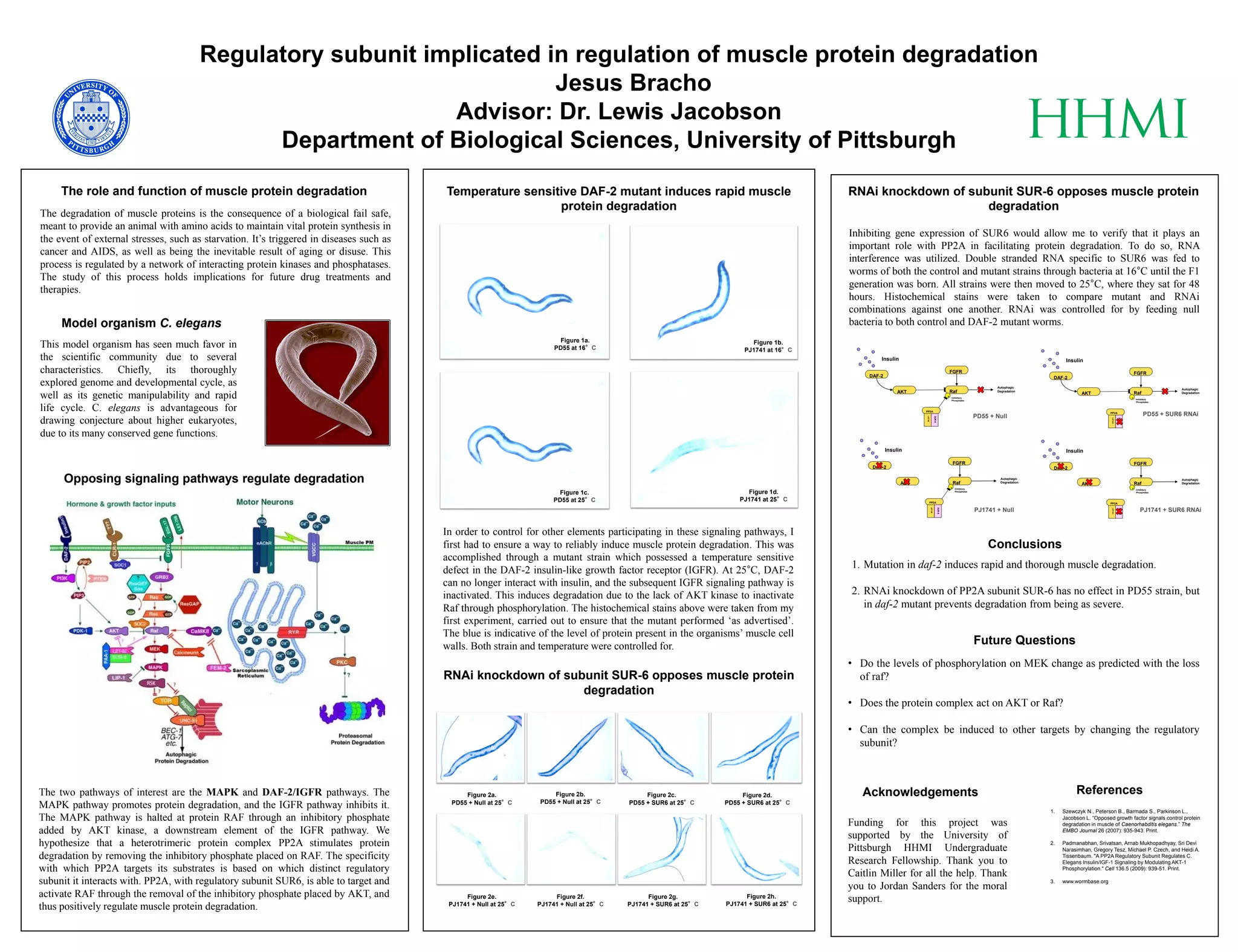 HHMI Poster Final | PDF | Endocrine and Metabolic Diseases | Diseases ...