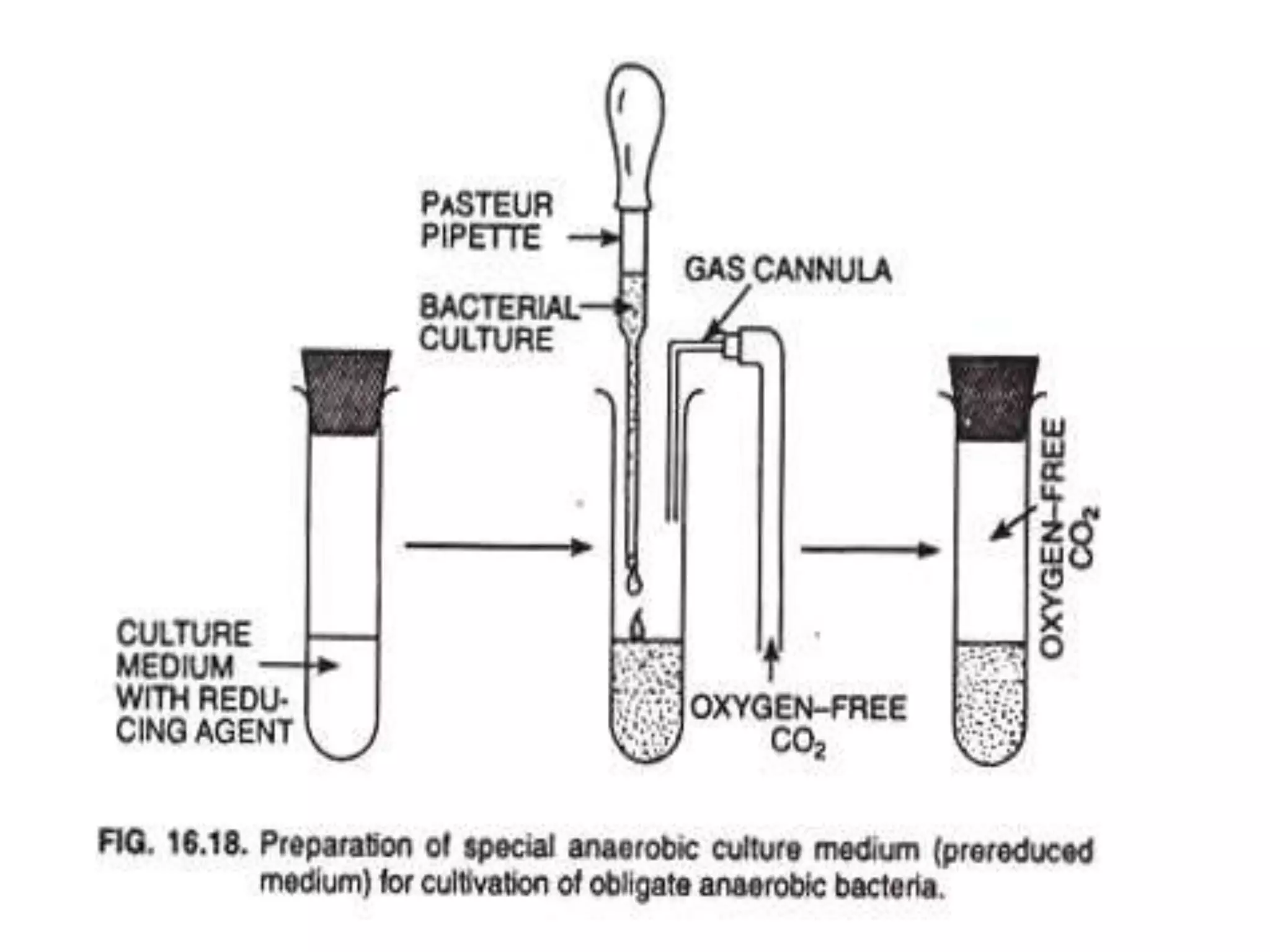 Cultivation of anaerobic bacteria. | PPT
