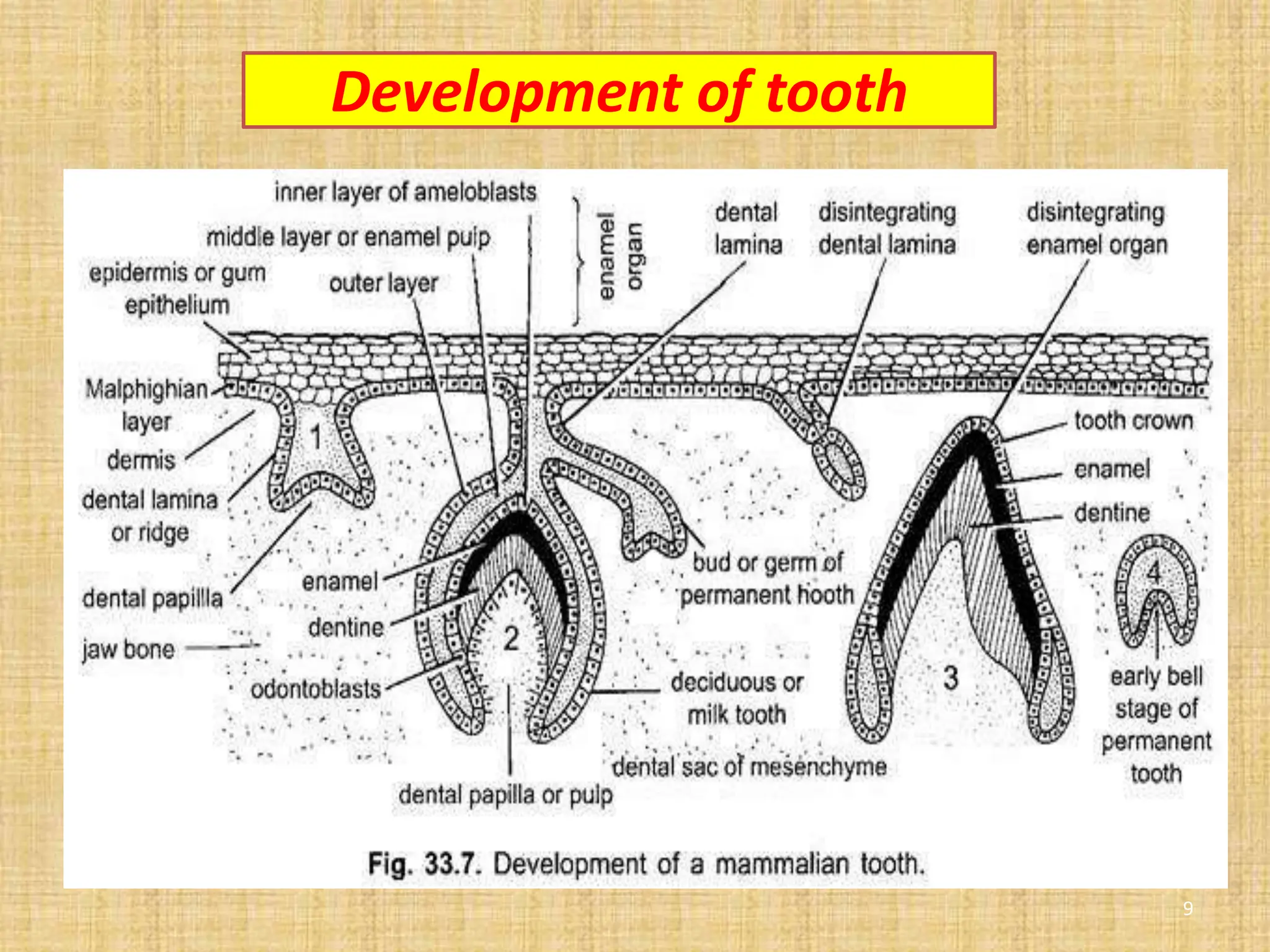 2766DENTATION IN MAMMALS_zoologyPB (2).ppt