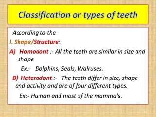 2766DENTATION IN MAMMALS_zoologyPB (2).ppt