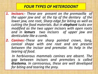 2766DENTATION IN MAMMALS_zoologyPB (2).ppt