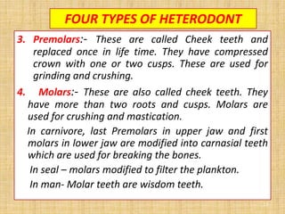 2766DENTATION IN MAMMALS_zoologyPB (2).ppt