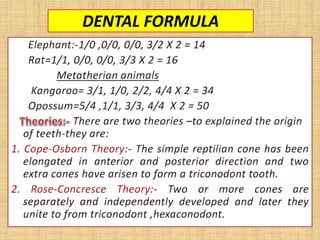 2766DENTATION IN MAMMALS_zoologyPB (2).ppt