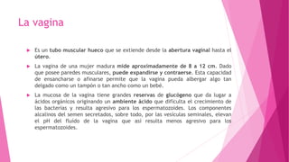 276729318-Anatomía del aparato reproductor femenino.pptx