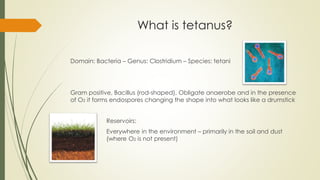Tetanus Clostridium tetani | PPTX
