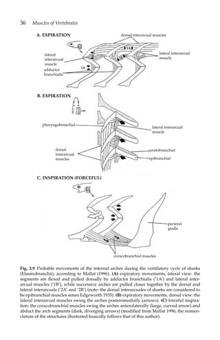 Muscles Of Vertebrates Comparative Anatomy Evolution Homologies And ...