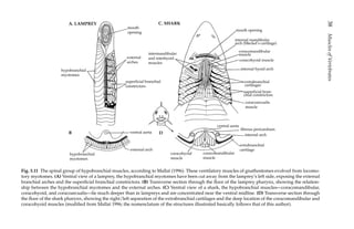 Muscles Of Vertebrates Comparative Anatomy Evolution Homologies And ...
