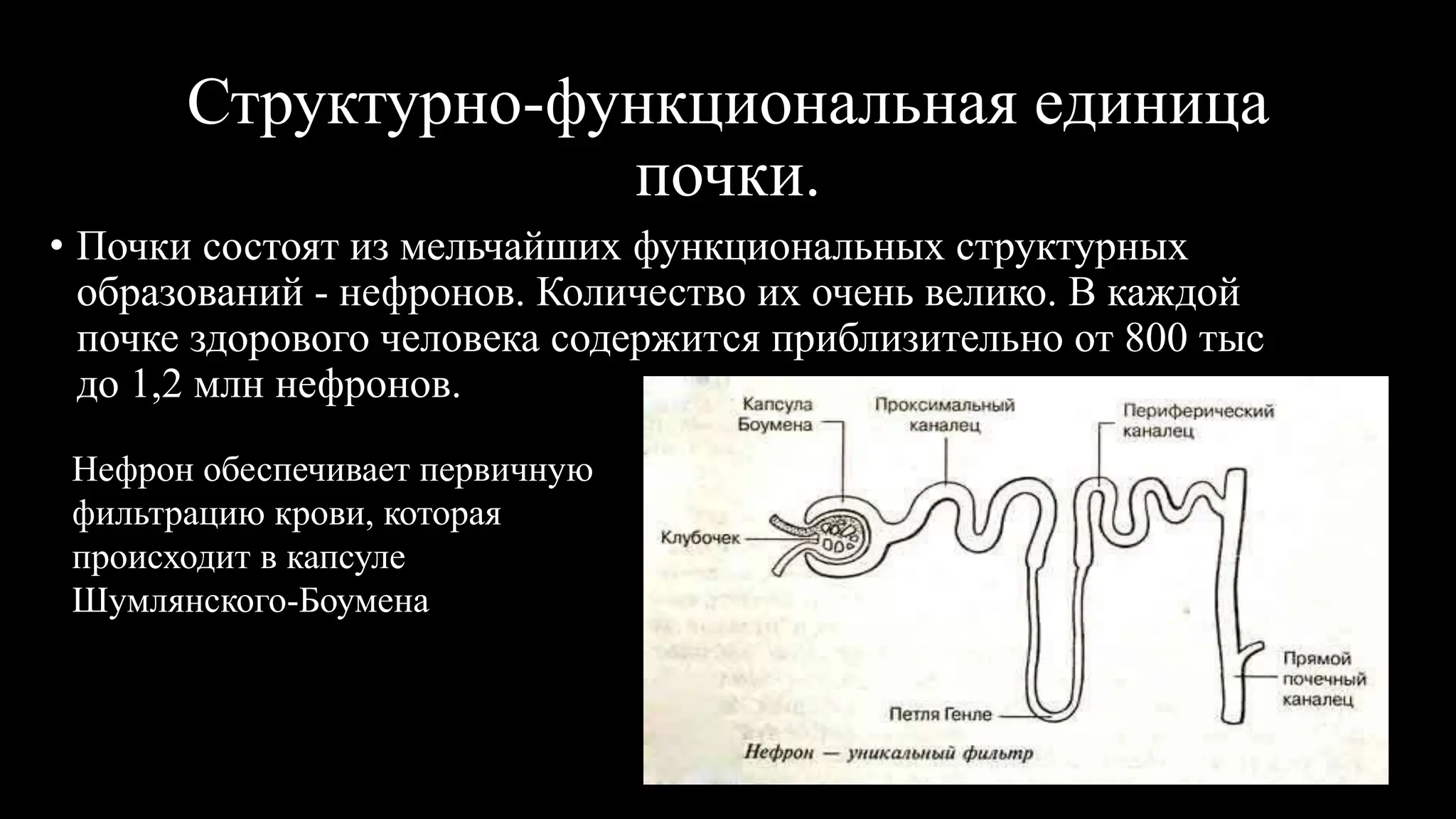 Structure of nephron and functions of its parts | PPT
