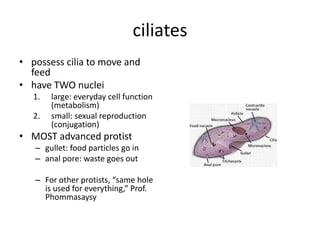 27 lecture protists! | PPT