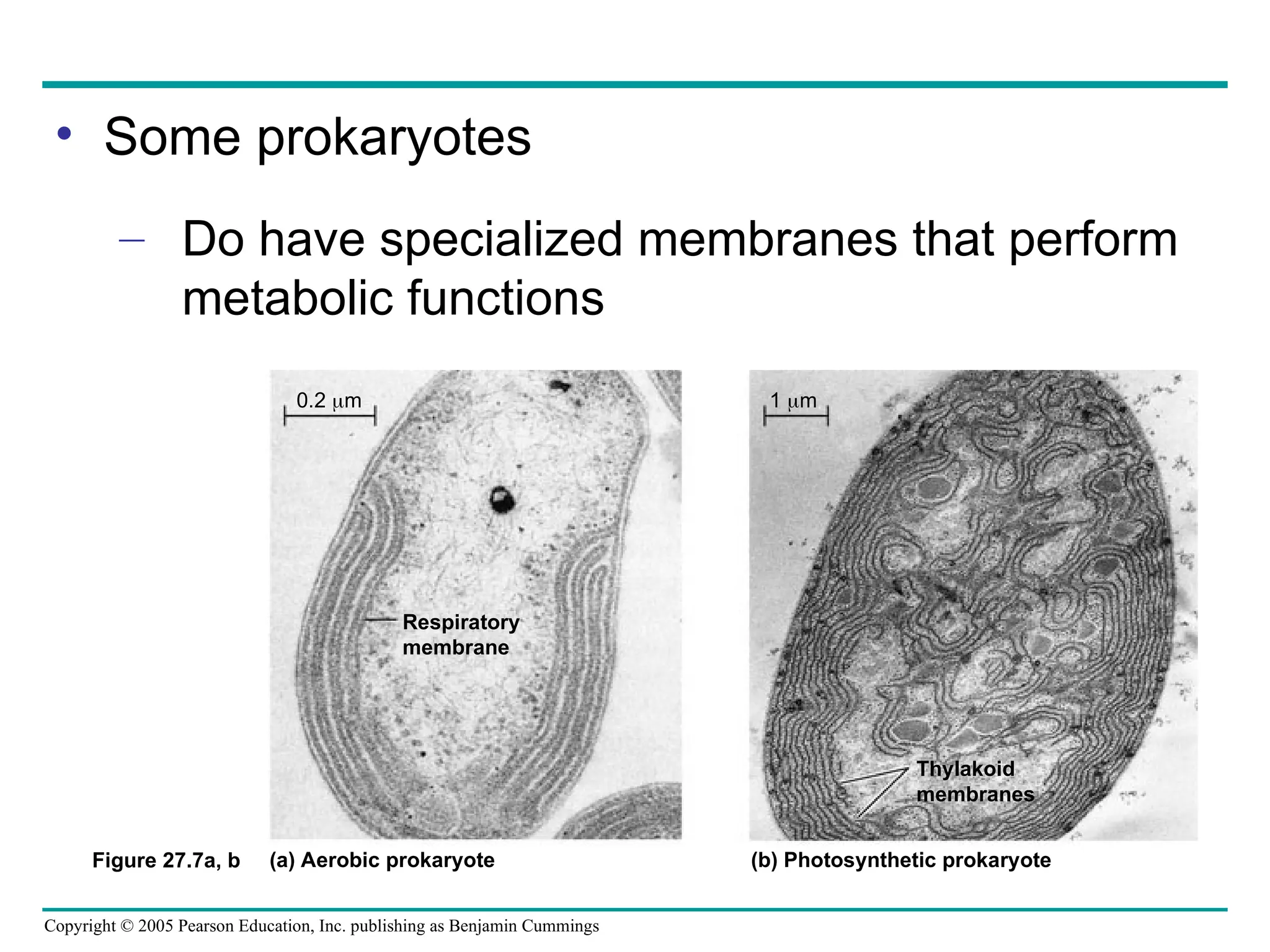 27_PROKARYOTESsnnanakmakakakkaoakaama_ppt.ppt