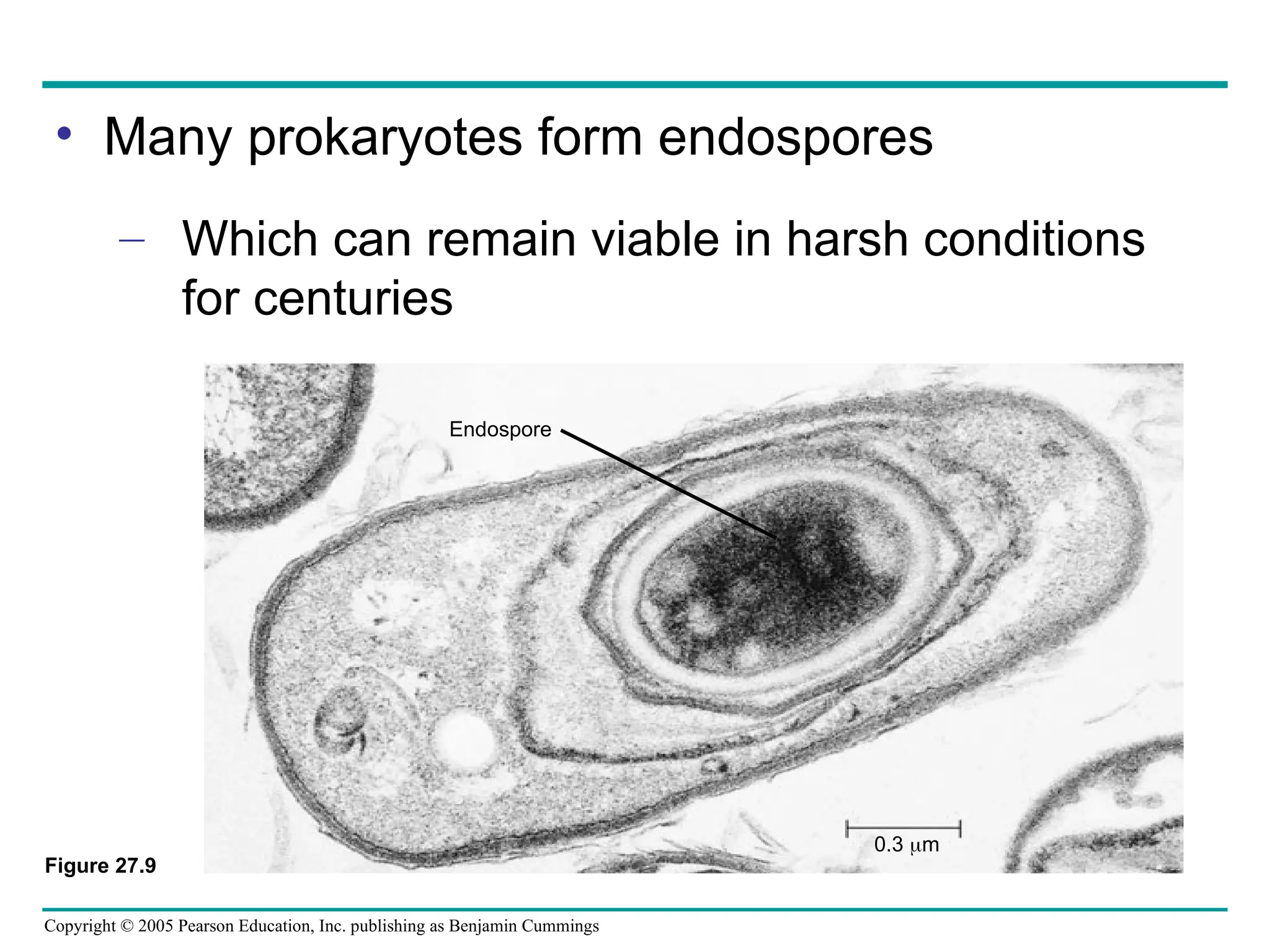 27_PROKARYOTESsnnanakmakakakkaoakaama_ppt.ppt