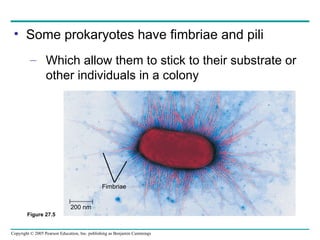 27_PROKARYOTESsnnanakmakakakkaoakaama_ppt.ppt